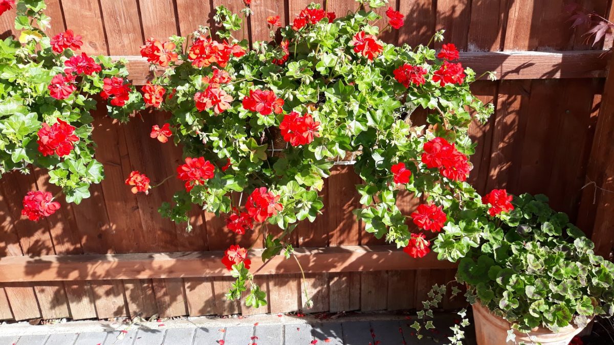 GARDENING TIME: How to make the most of pelargoniums - The Droitwich ...