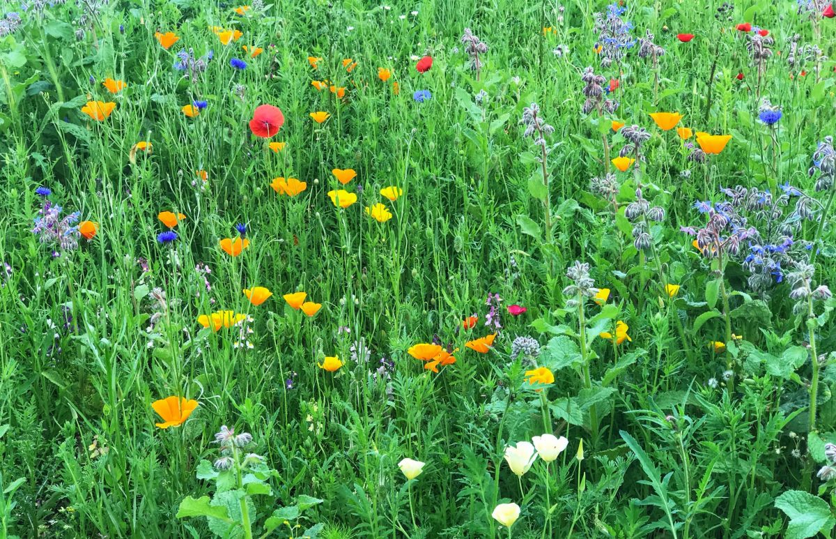 Gardening Time: How rewilding can boost your garden - and your life ...