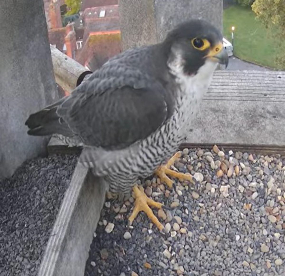 Peregrine Family Returns to Worcester Cathedral - The Droitwich Standard
